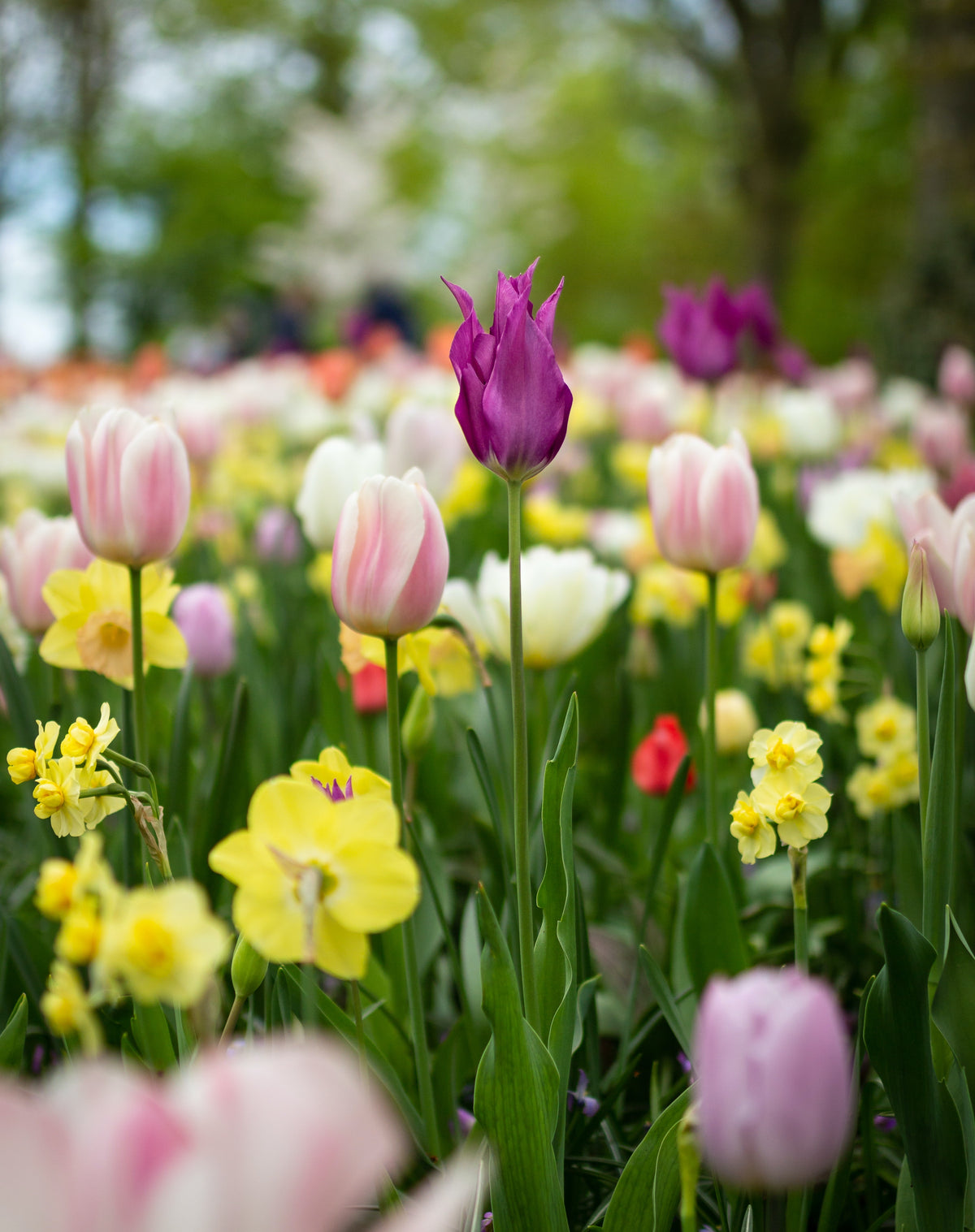 The Most Seasonal Flowers For Each Of The Four Seasons Floristics Co the-most-seasonal-flowers-for-each-of-the-four-seasons-floristics-co