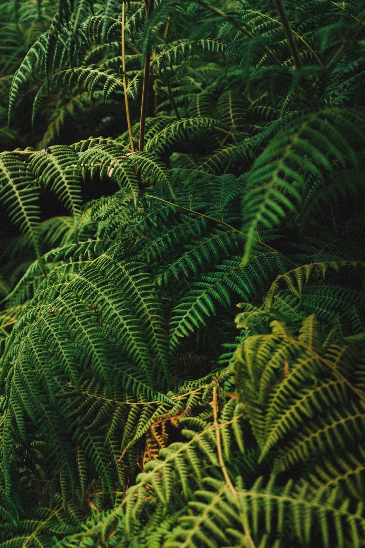 Using Foraged Foliage in your Bouquets | Floristics Co.