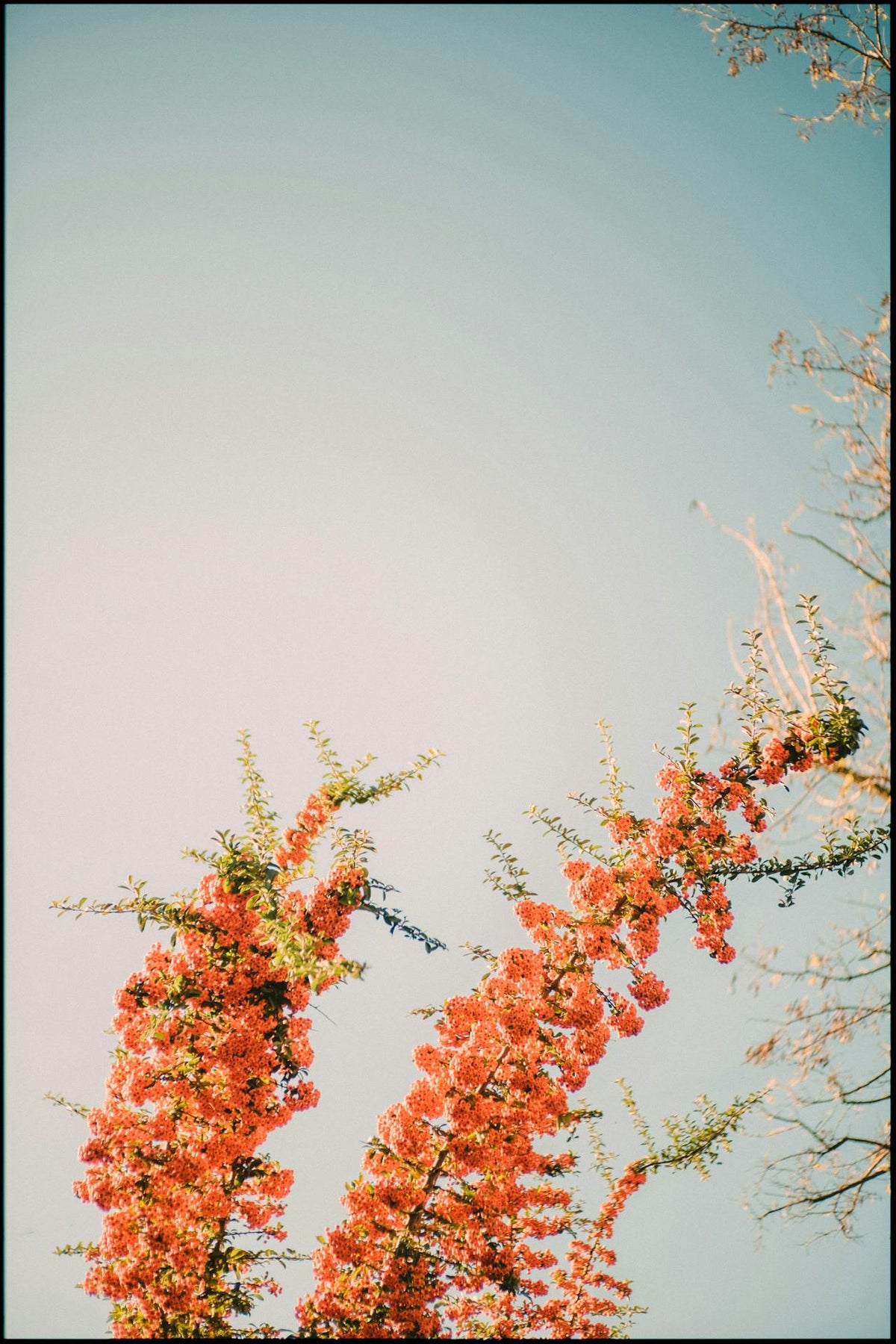 Seasonal flower bouquets for Mid Autumn Festival | Floristics Co.