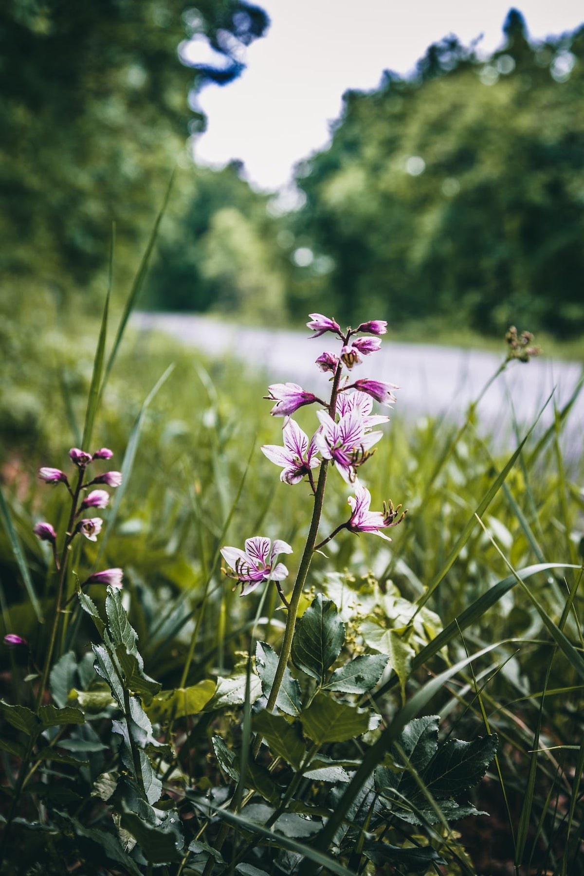 Foraging for a Wildflower Bouquet | Floristics Co.