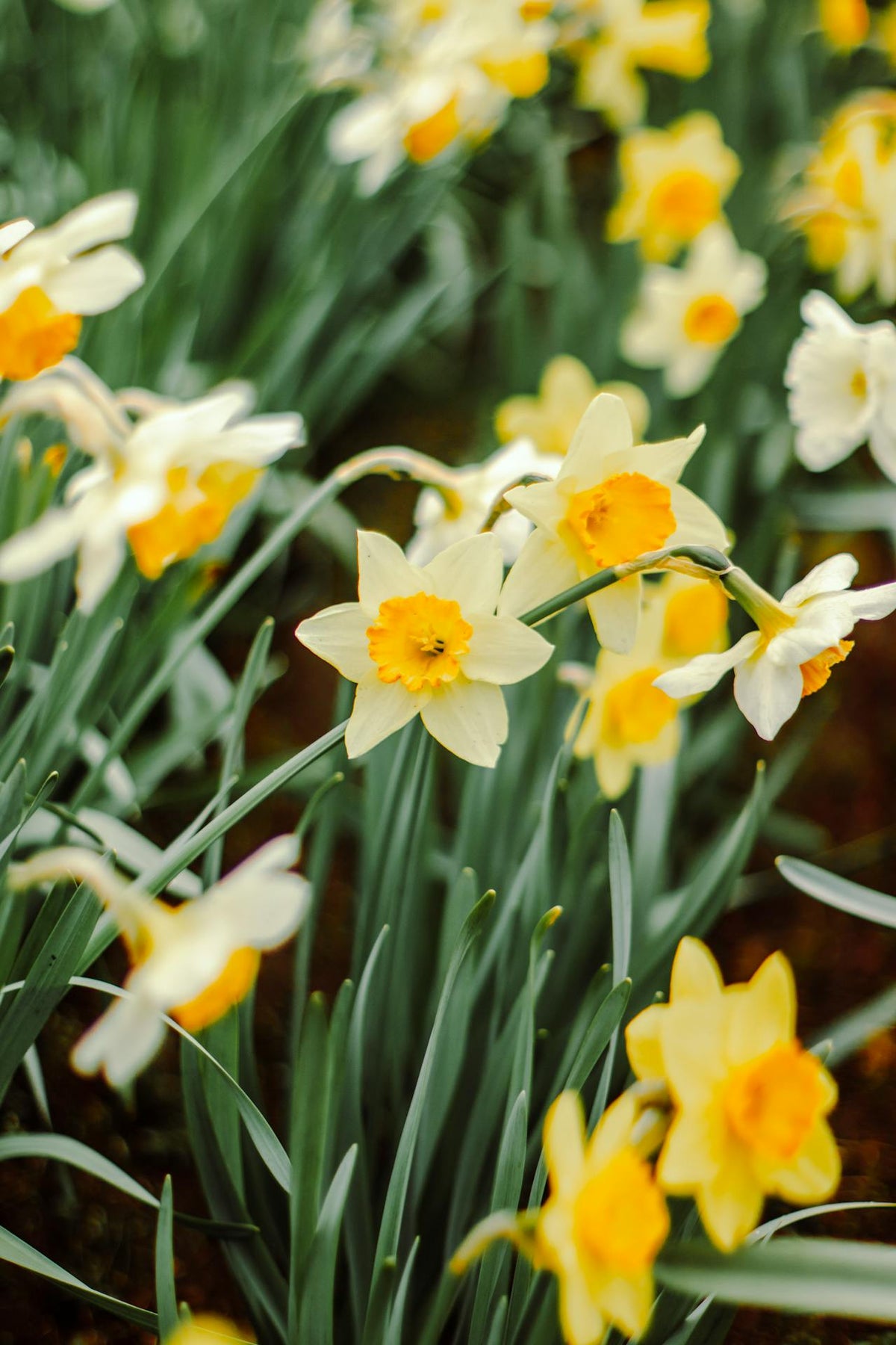 The most seasonal and symbolic flowers to send for Easter | Floristics Co.
